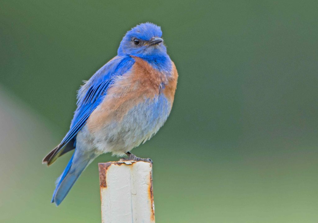 Bird Watching - Southern Humboldt Community Park